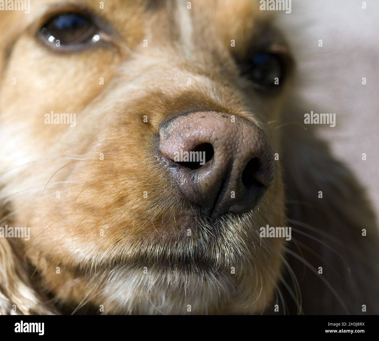 Dog's nose; olfactory organ; dog Stock Photo - Alamy