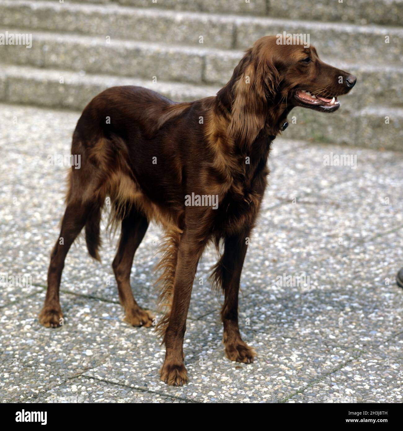 Setter family hi-res stock photography and images - Alamy