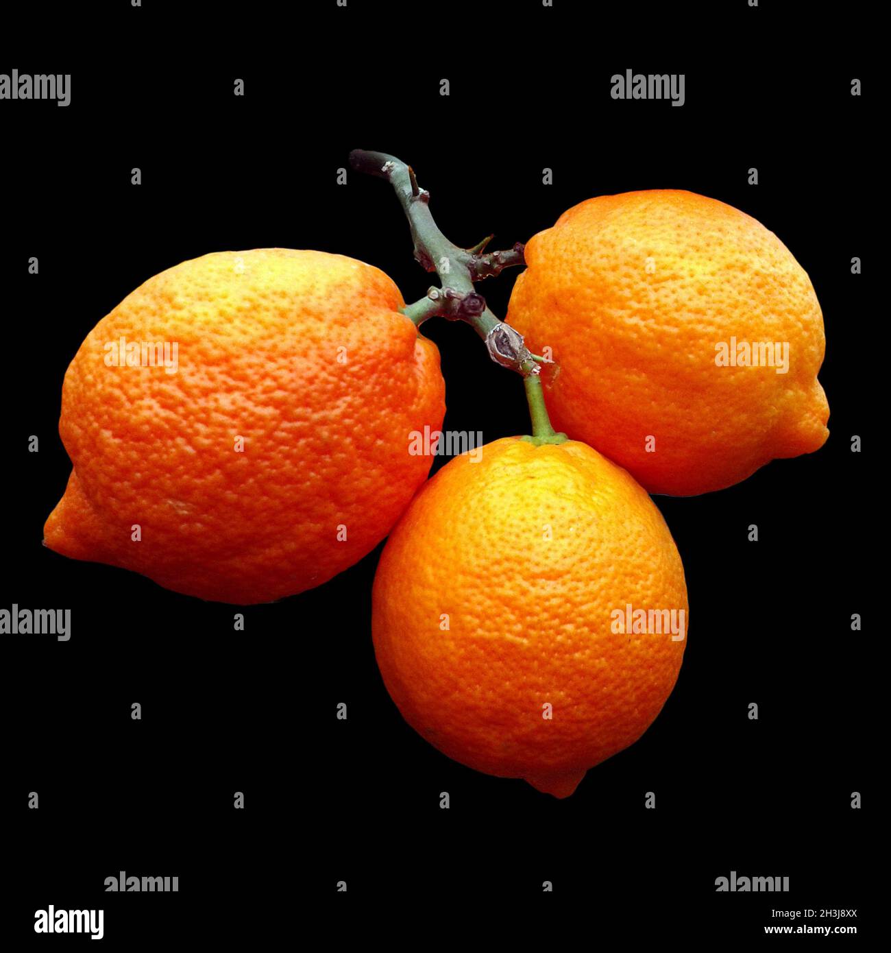 Zitron; Lemon, Red Stock Photo - Alamy