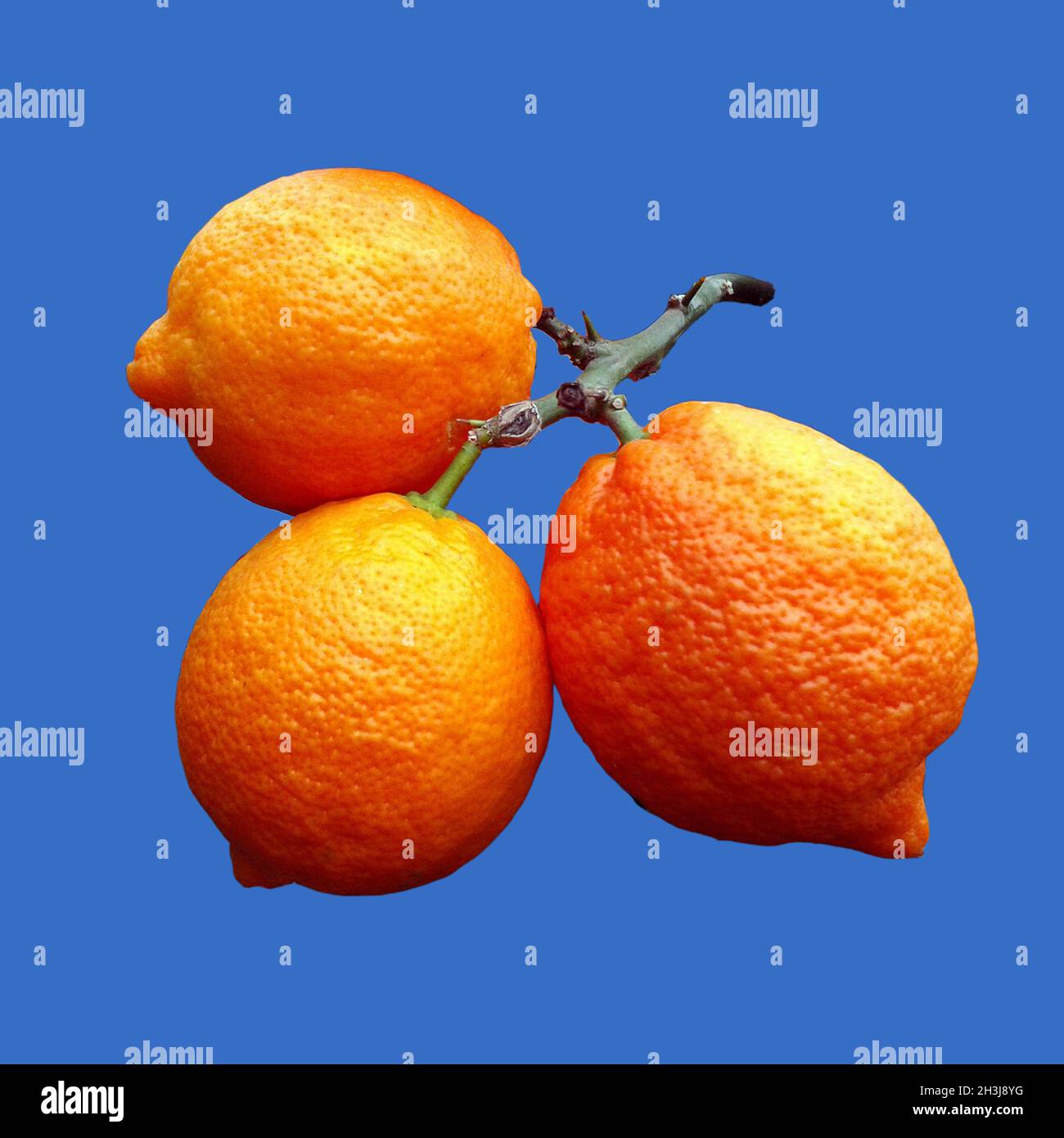 Zitron hi-res stock photography and images - Alamy