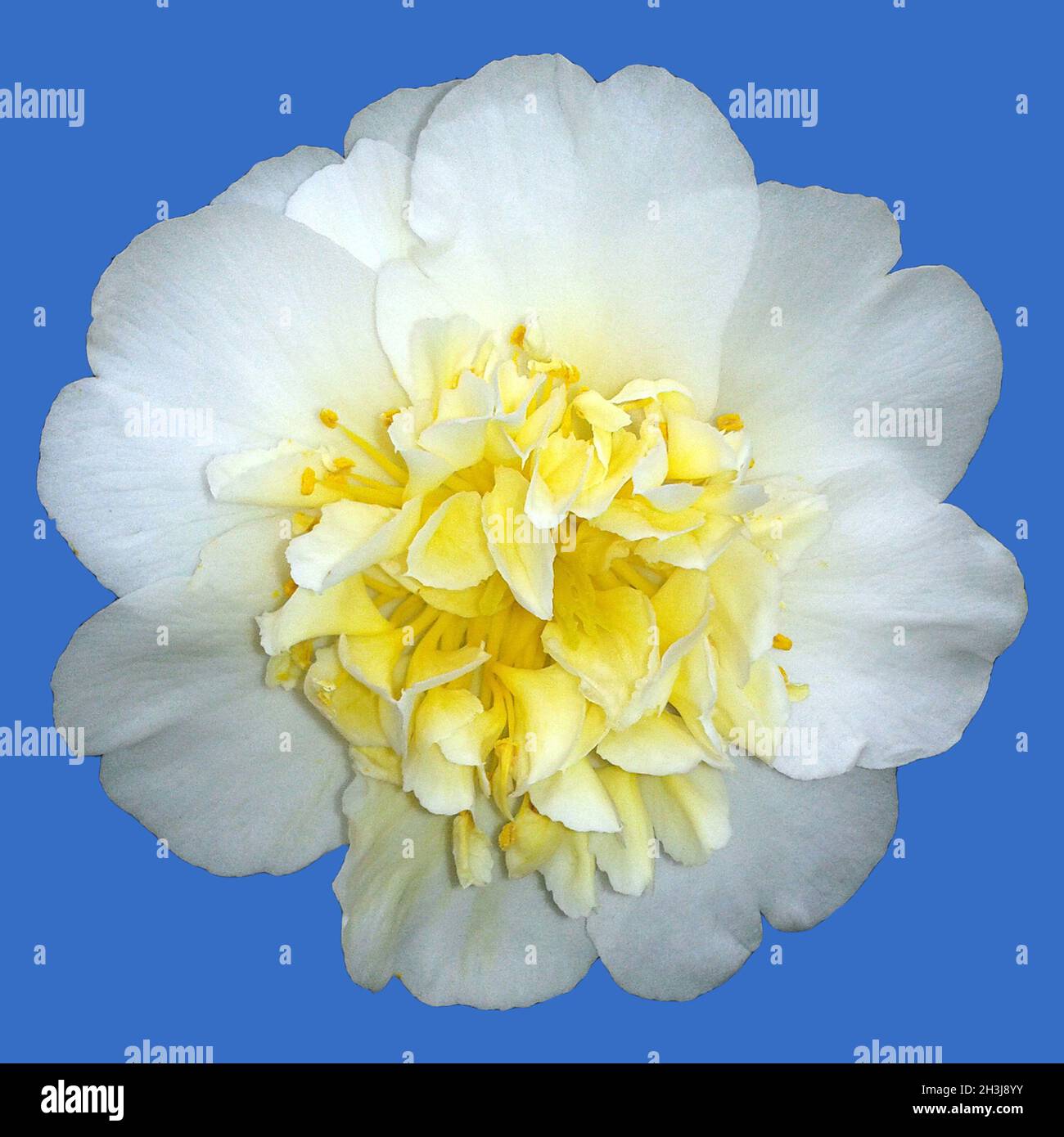 Brushfield hi-res stock photography and images - Alamy