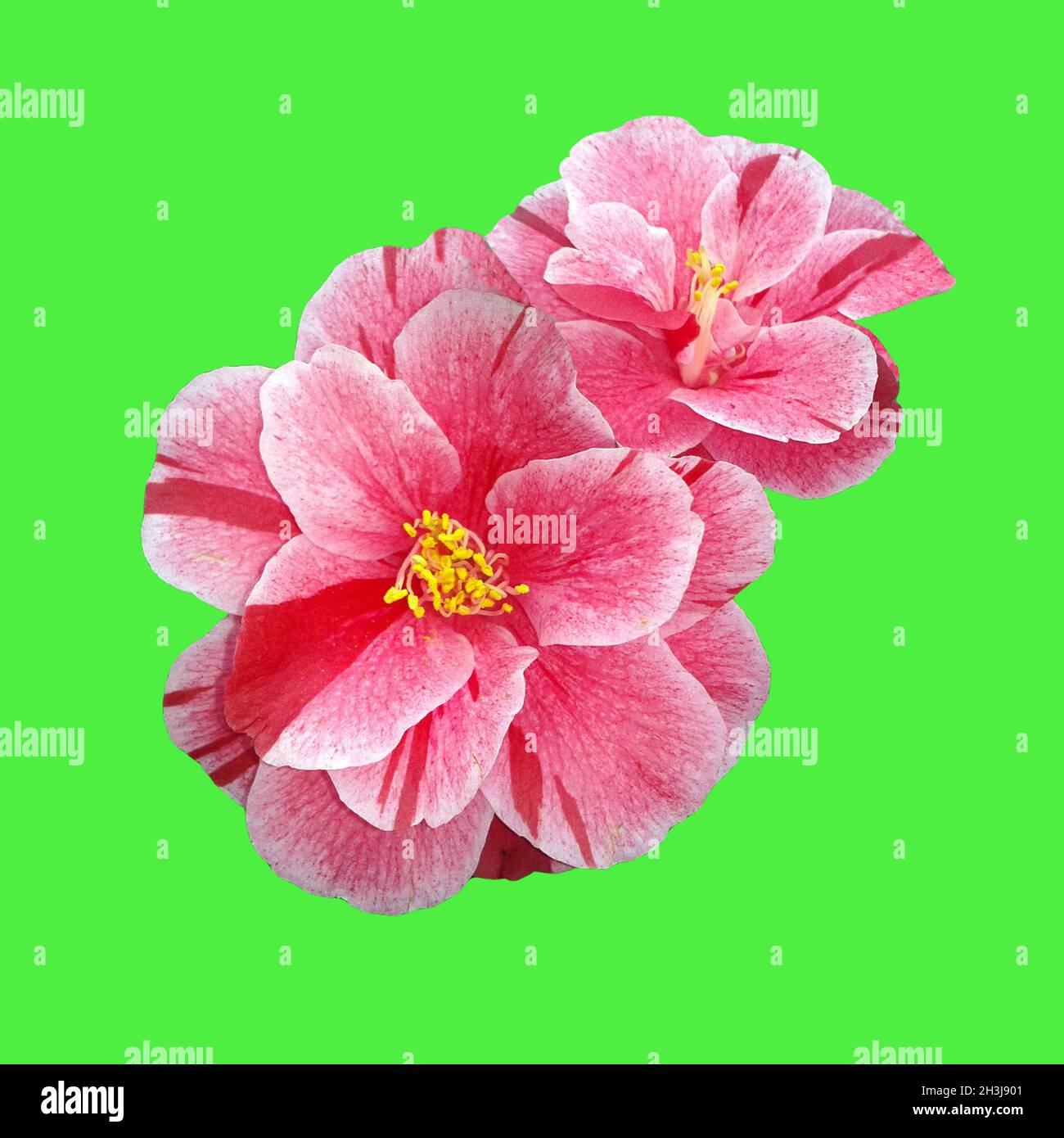 Camellia japonica oki no nami hi-res stock photography and images - Alamy
