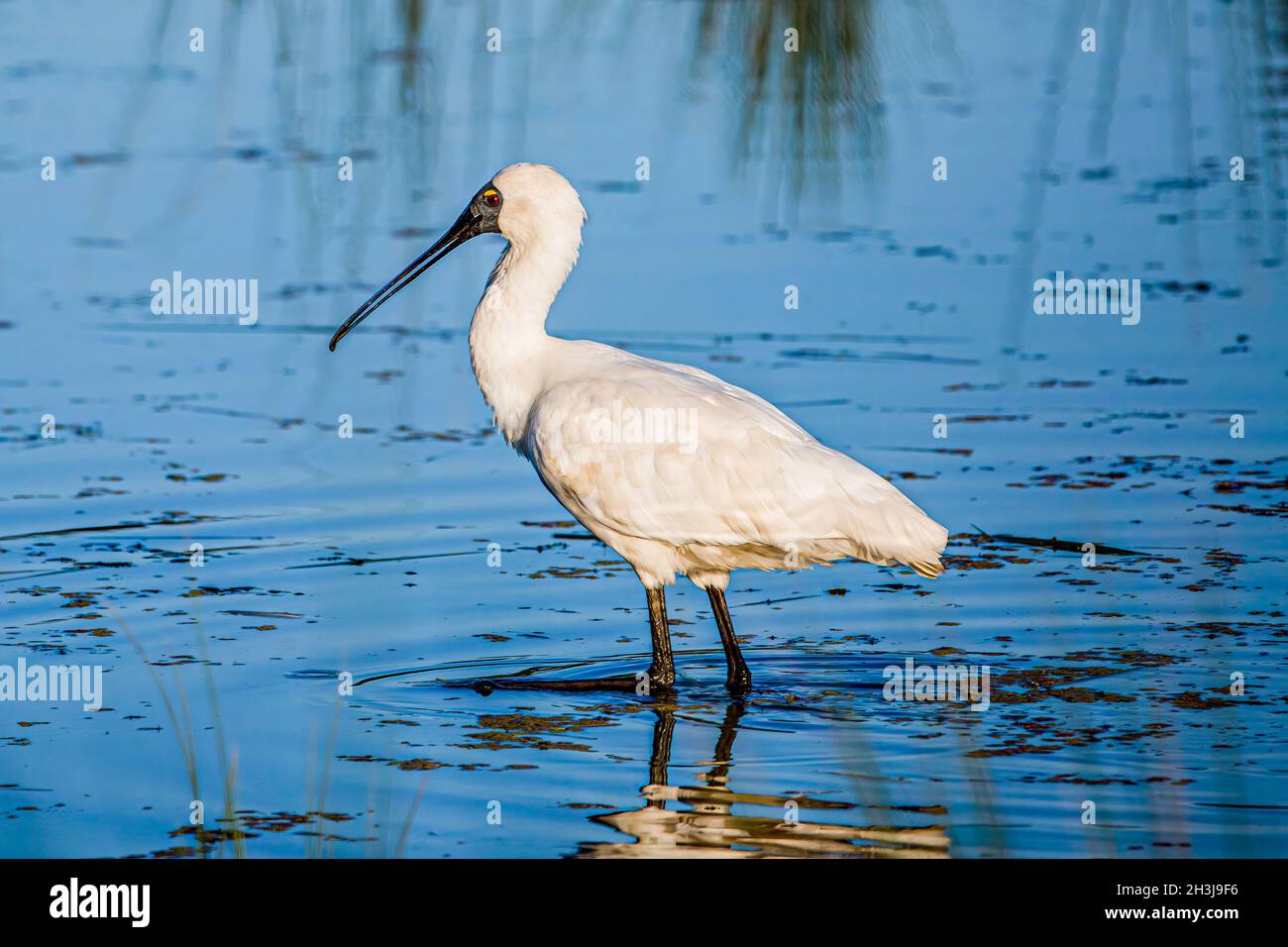 Royal spoonbill bird standing hi-res stock photography and images - Alamy