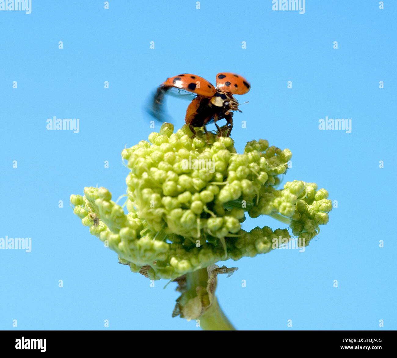 Japanese ladybird hi-res stock photography and images - Alamy