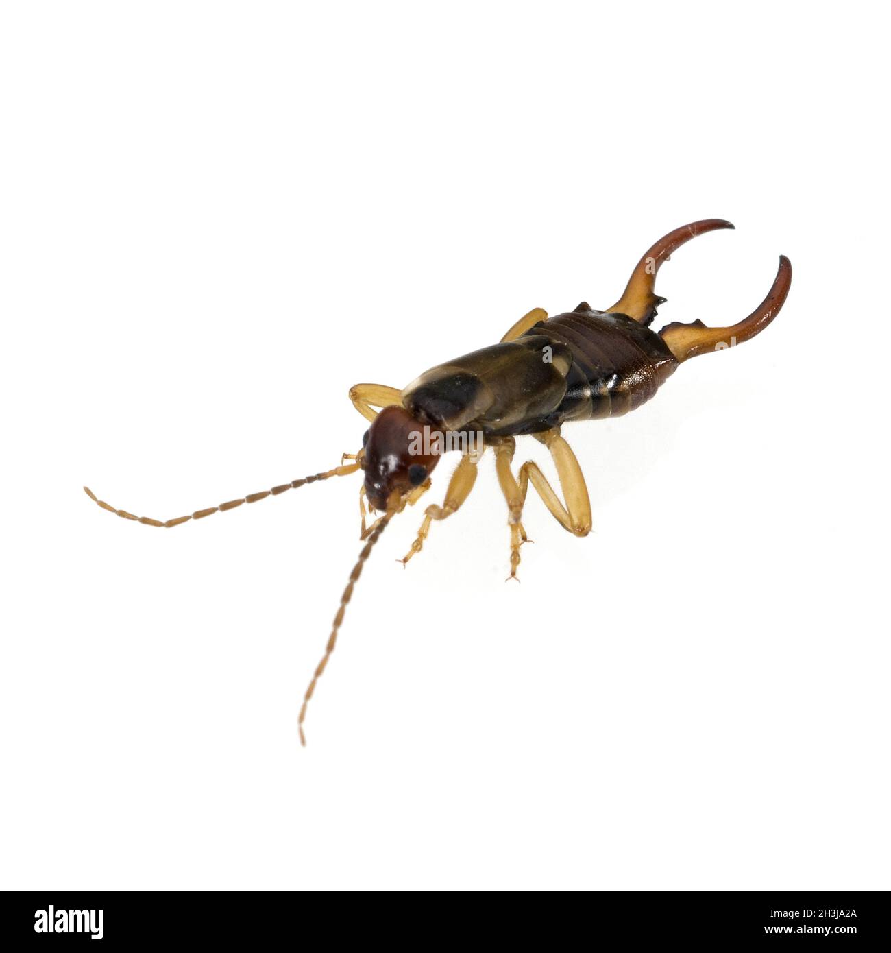 Earwigs Cut Out Stock Images & Pictures - Alamy