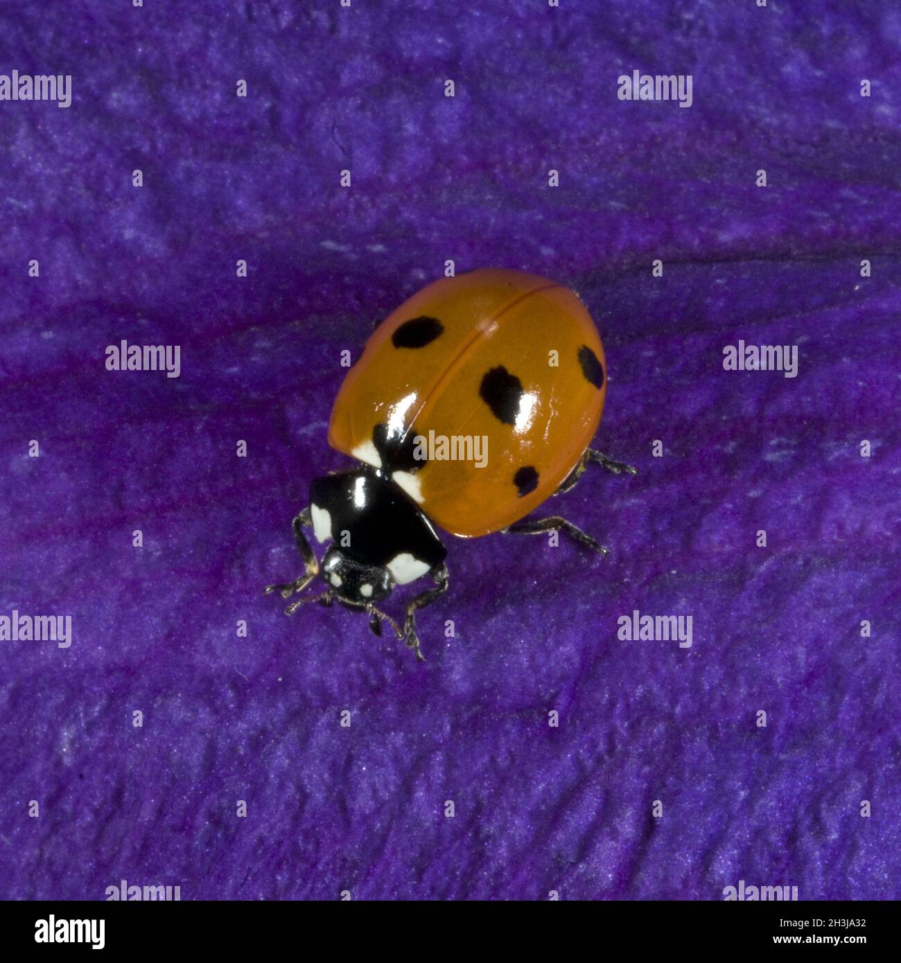 Ladybird, eating, aphids Stock Photo - Alamy