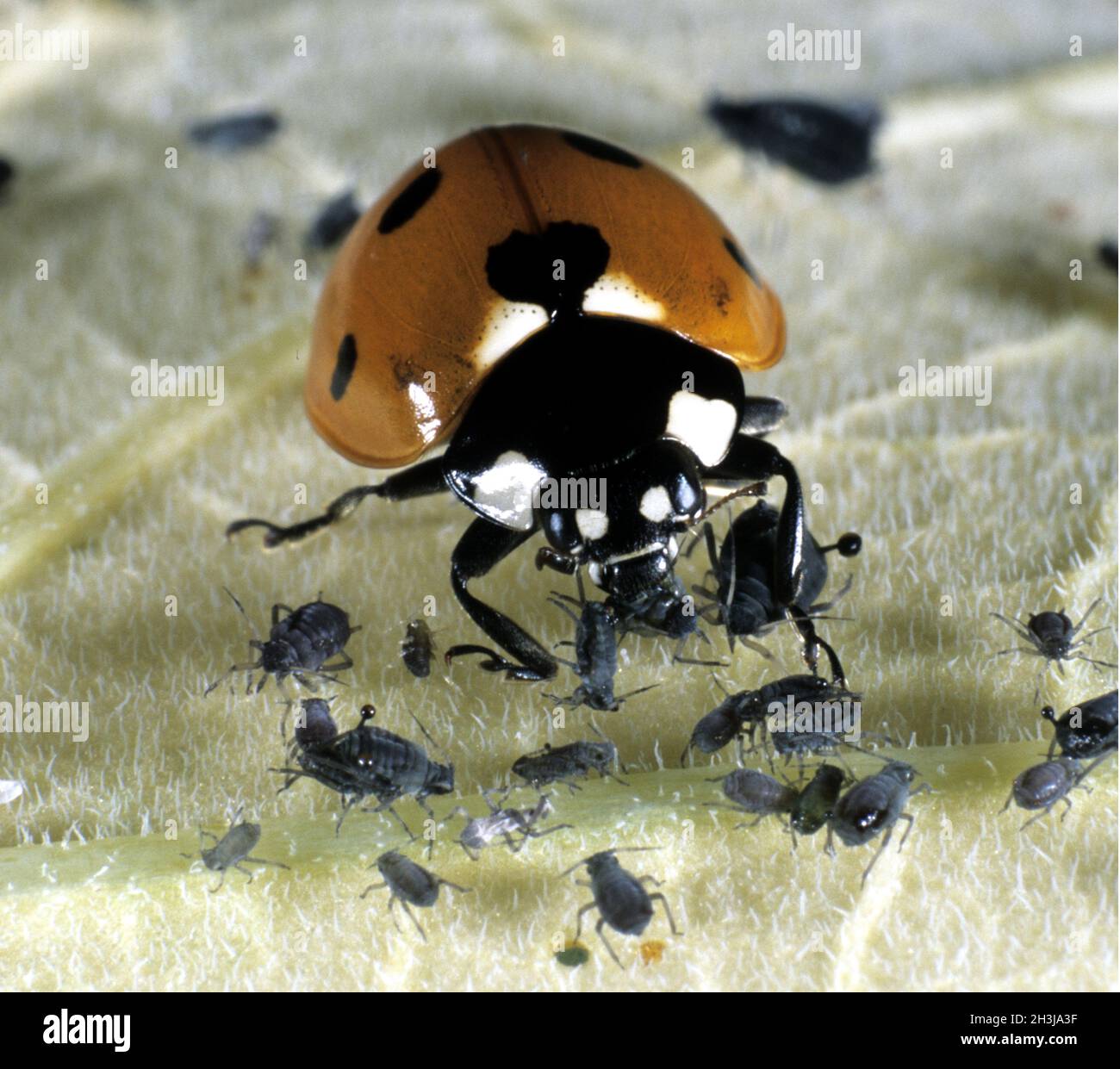Ladybird, eating, aphids Stock Photo - Alamy