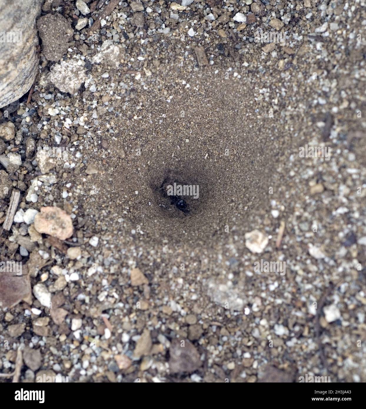 Funnel, Ant Loewe Stock Photo - Alamy