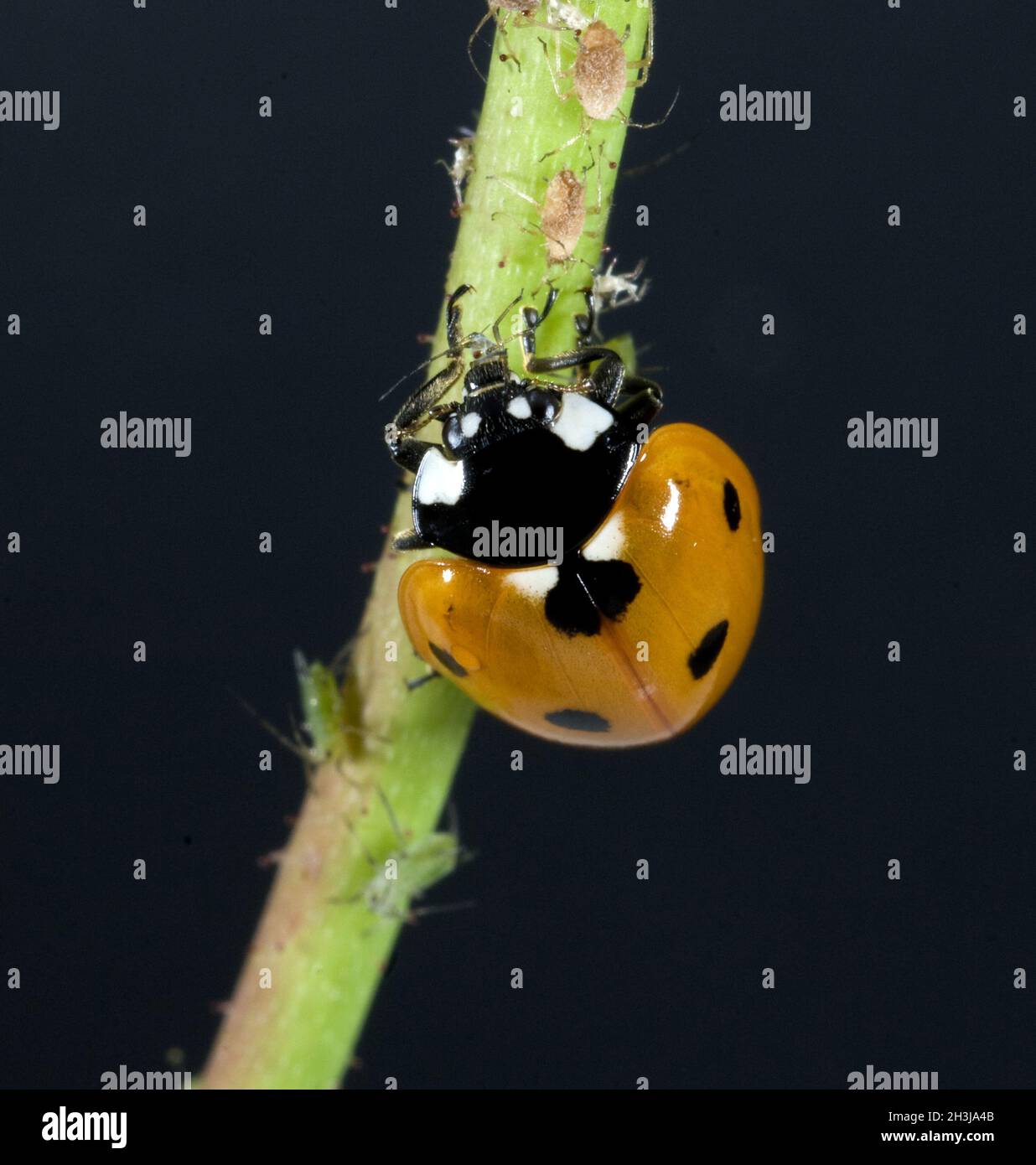 Ladybird, eating, aphids Stock Photo - Alamy