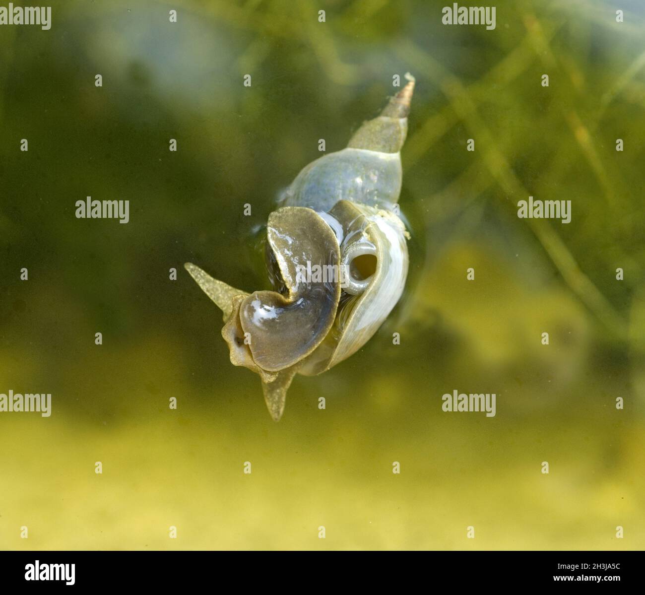 Spike horn snail hi-res stock photography and images - Alamy