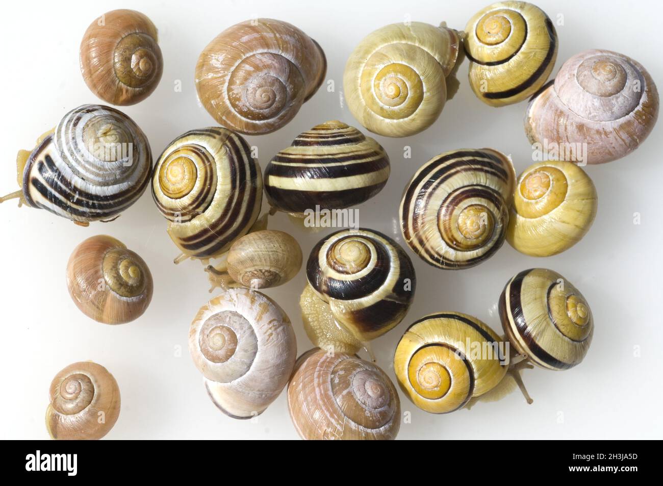 Capaea nemoralis hi-res stock photography and images - Alamy