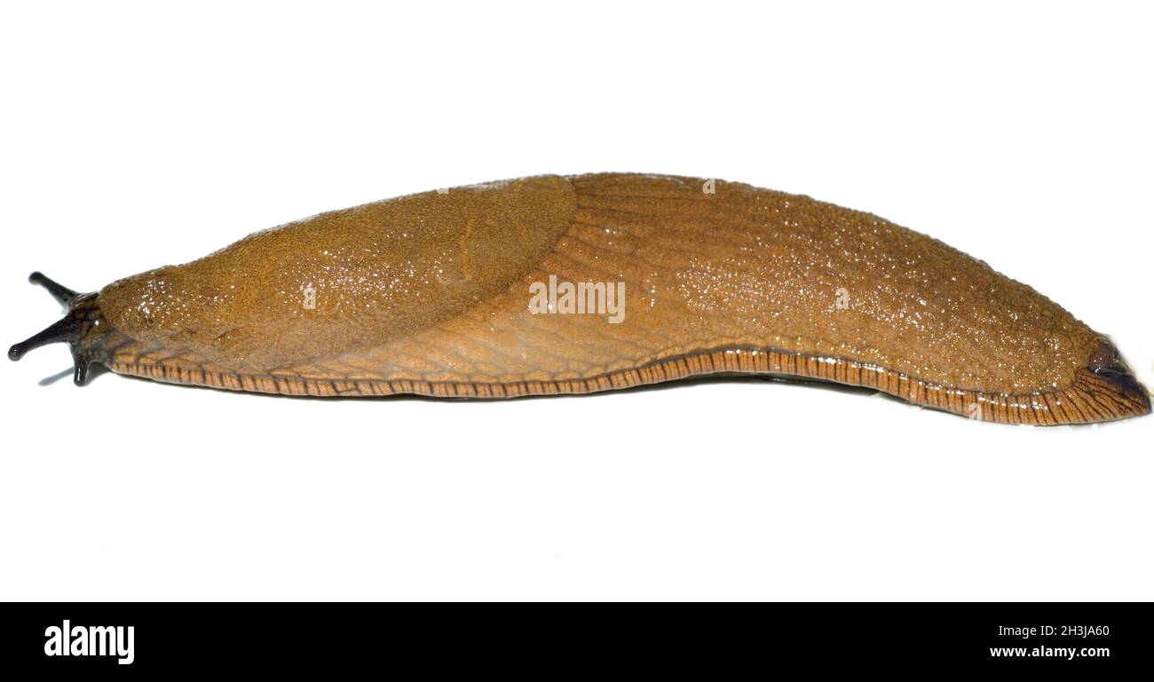 Red; slug; slug Stock Photo - Alamy