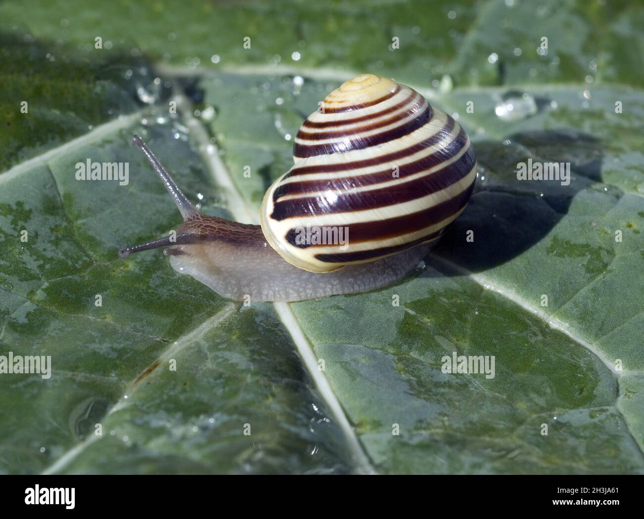 Helicid snail hi-res stock photography and images - Alamy