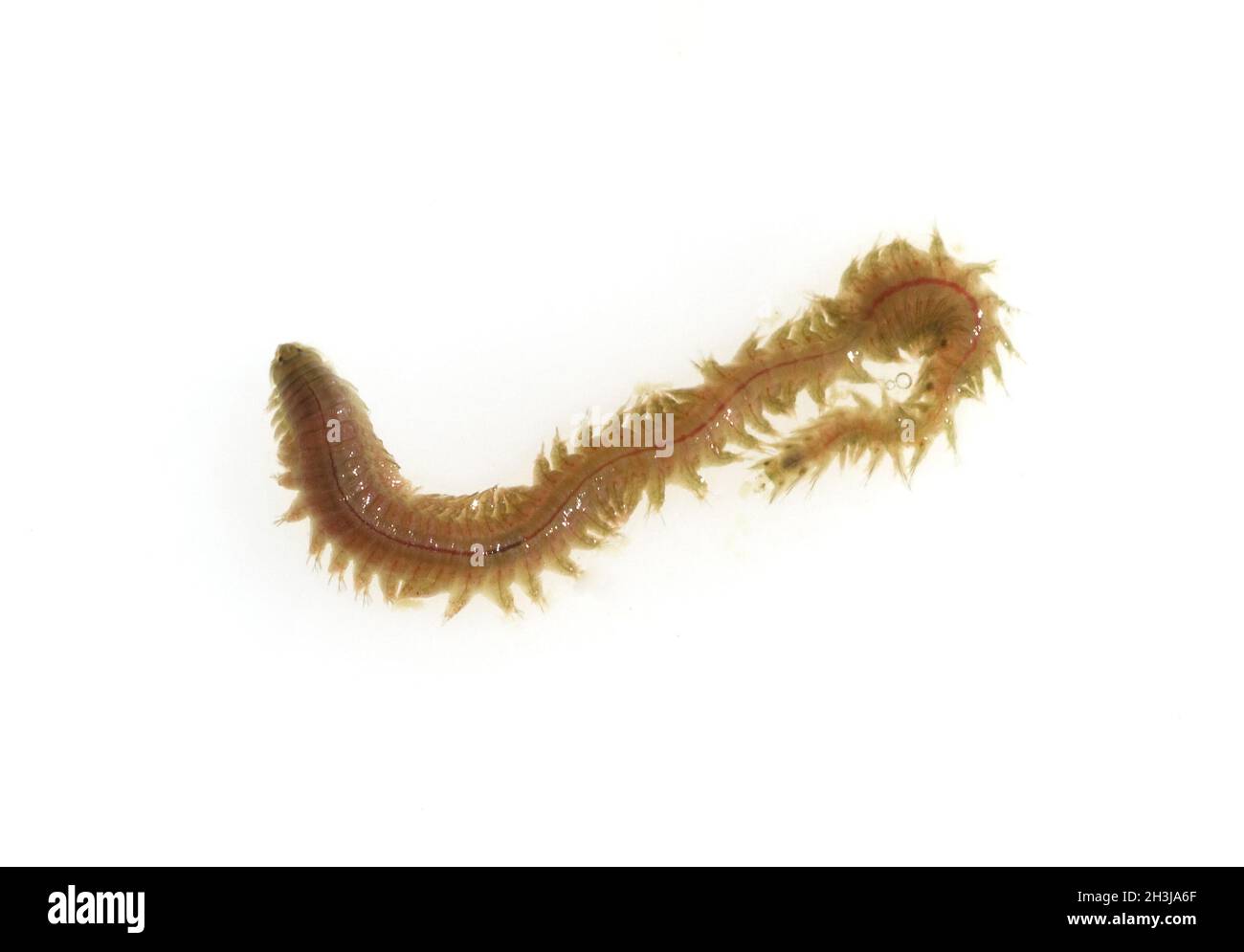Wattwurm, Sea Wort Stock Photo - Alamy
