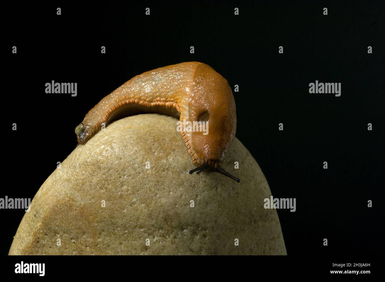 Red; slug; slug Stock Photo - Alamy