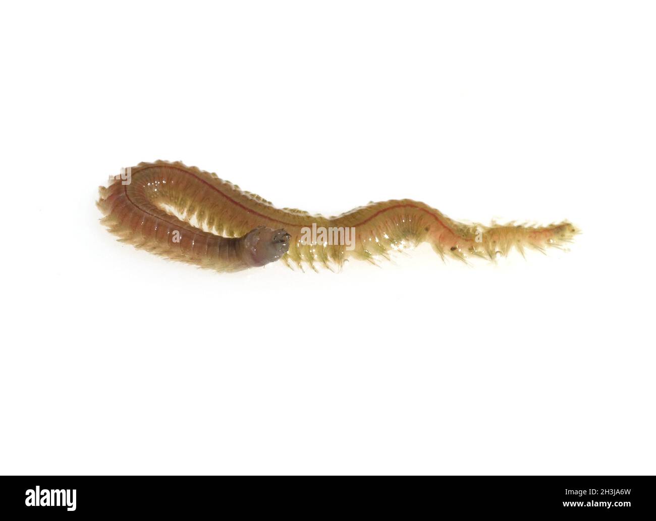 Wattwurm, Sea Wort Stock Photo - Alamy