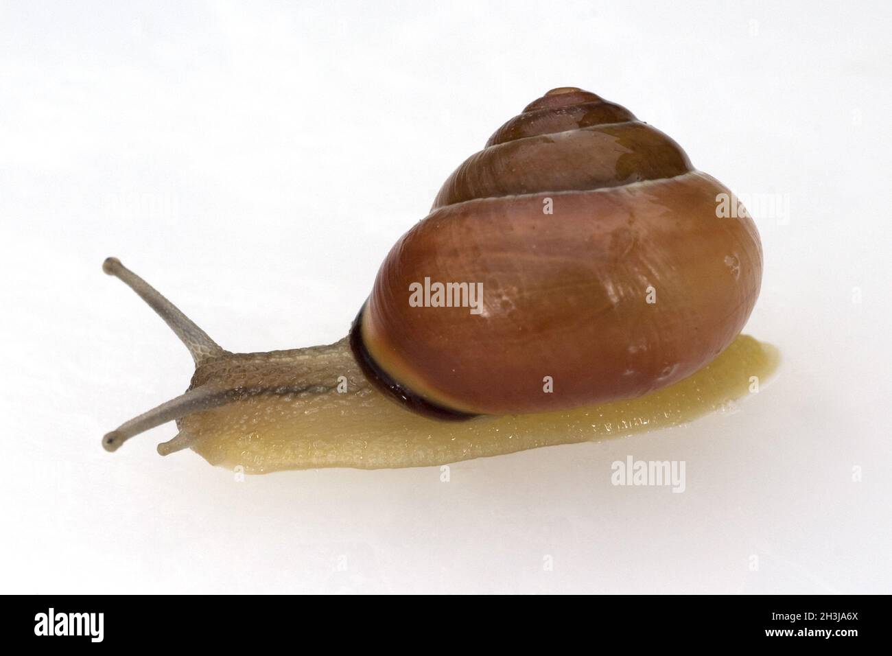 Capaea nemoralis hi-res stock photography and images - Alamy