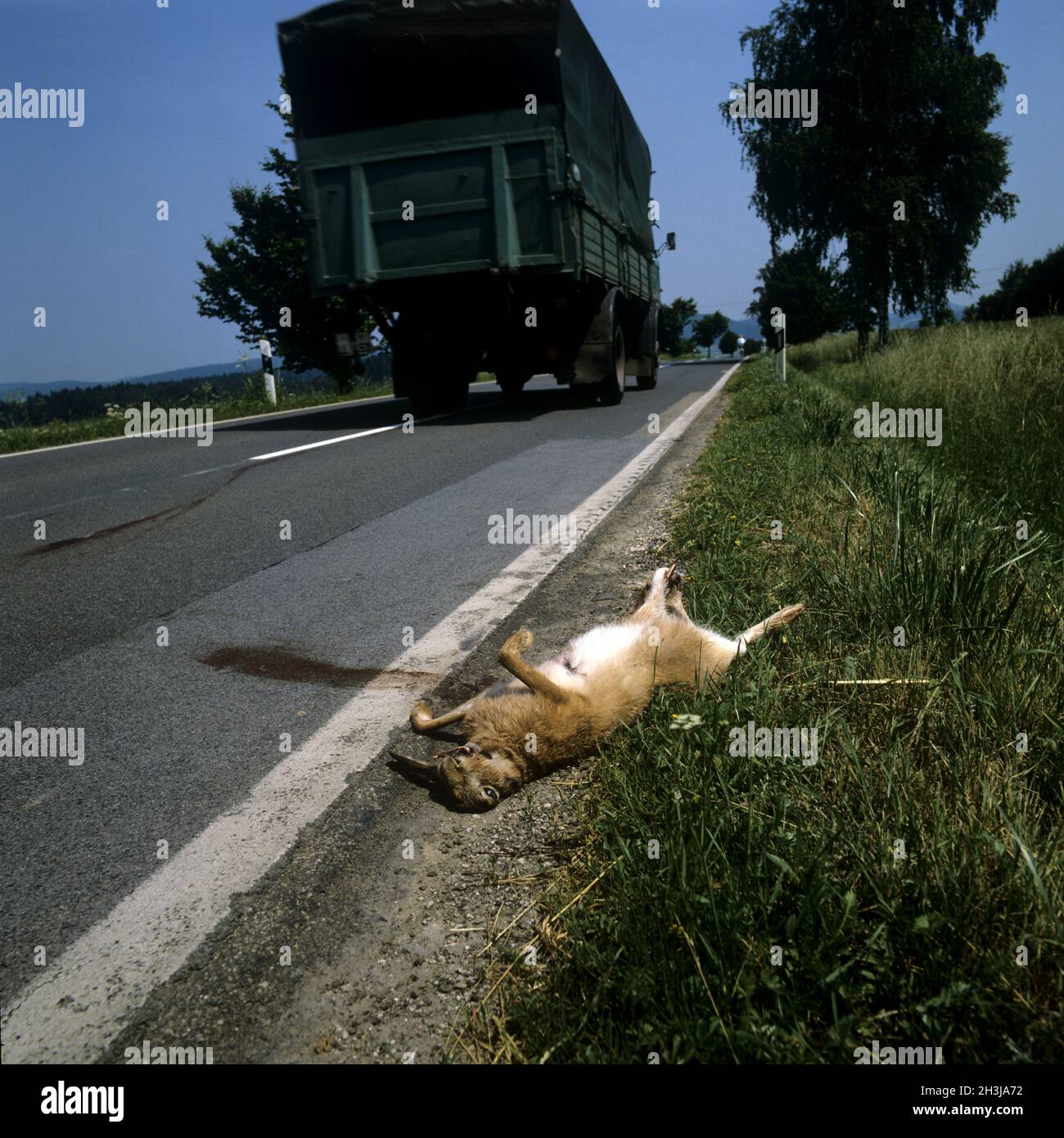 Hare run over, game accident Stock Photo - Alamy