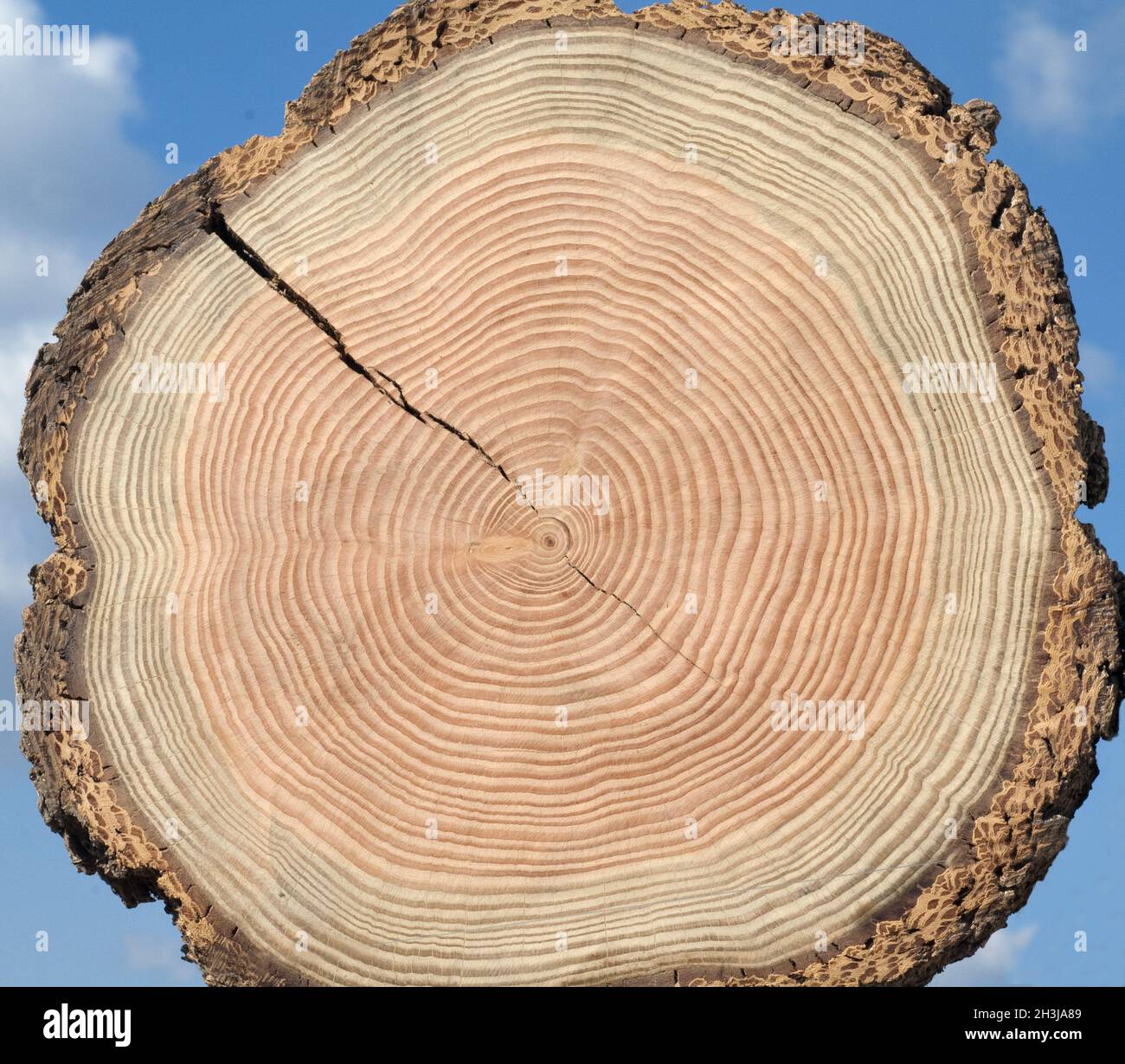 Tree rings annular rings hi-res stock photography and images - Alamy