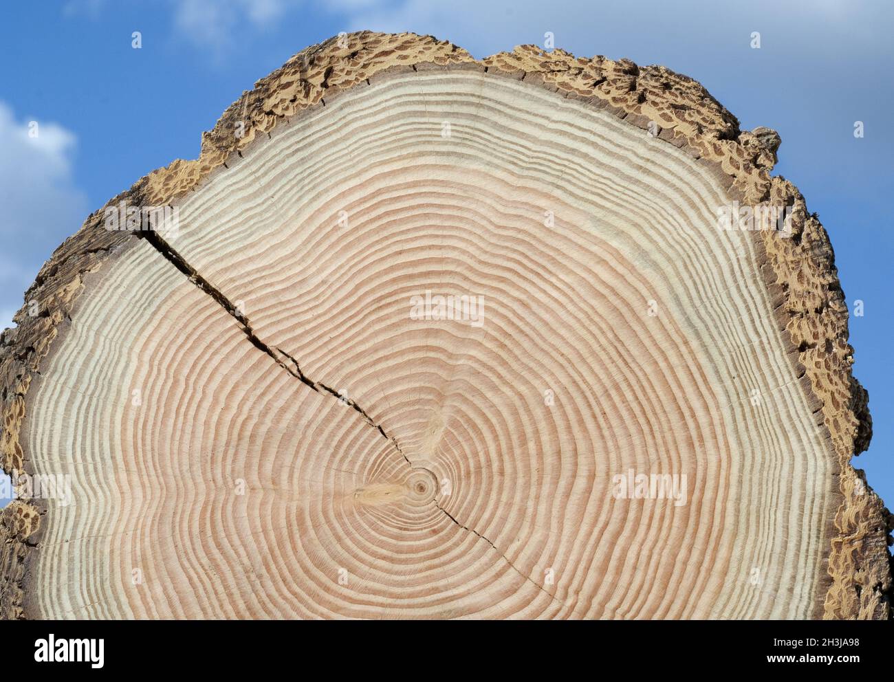 Annual rings; annual ring; wooden ring Stock Photo - Alamy