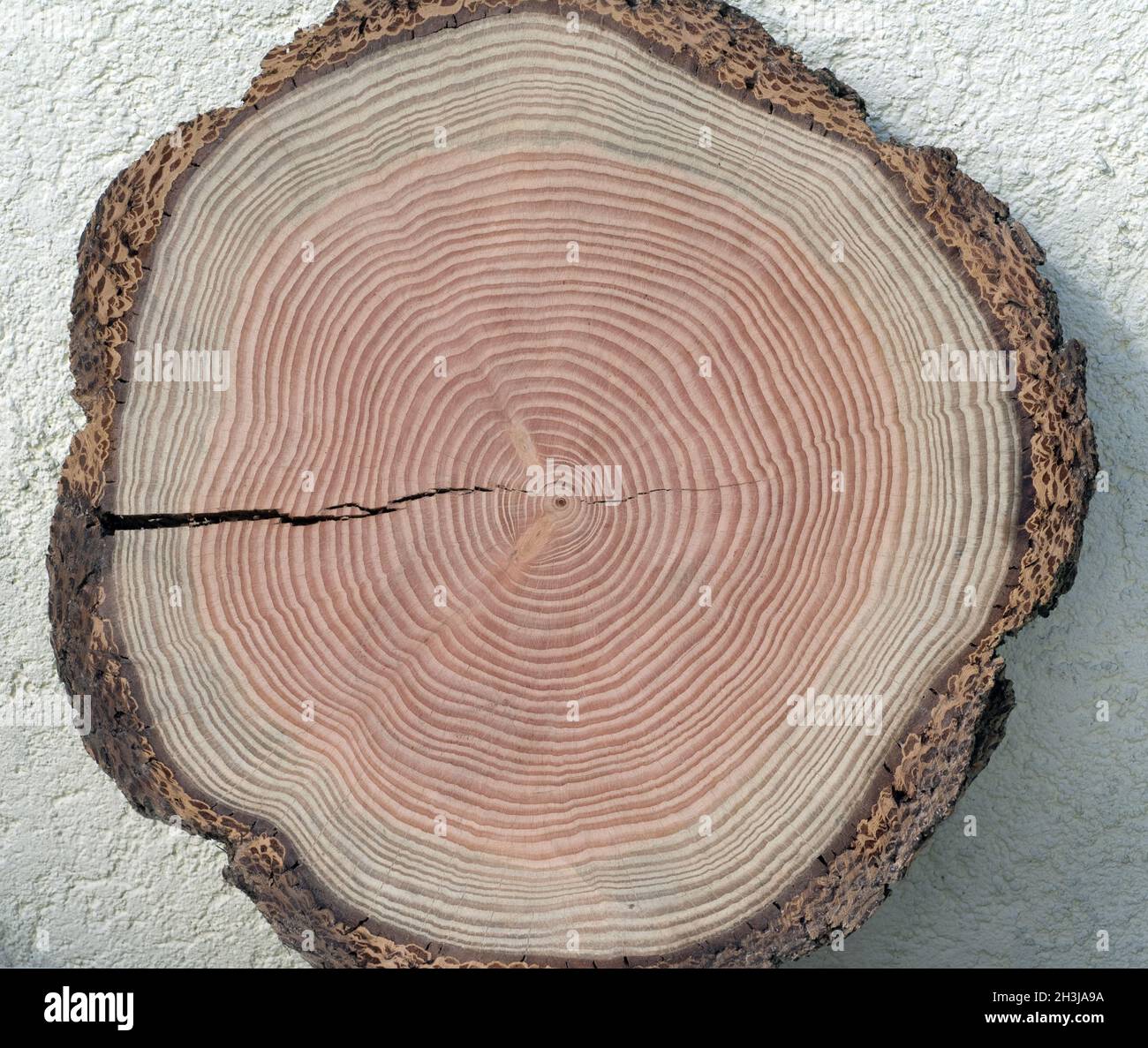 Tree rings annual black white hi-res stock photography and images - Alamy