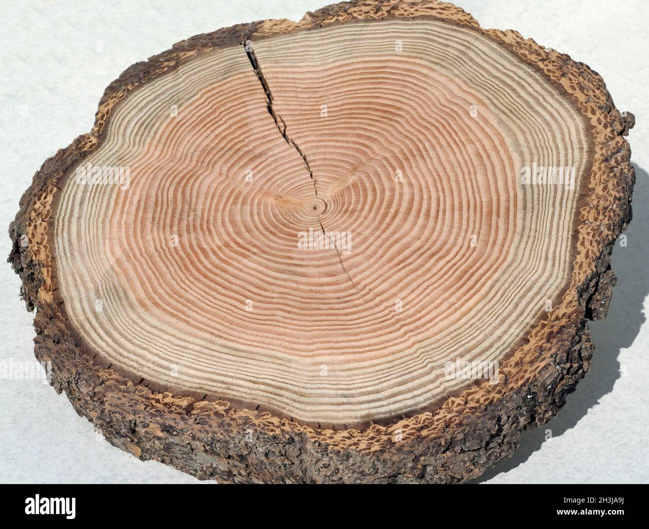 Tree rings annular rings hi-res stock photography and images - Alamy