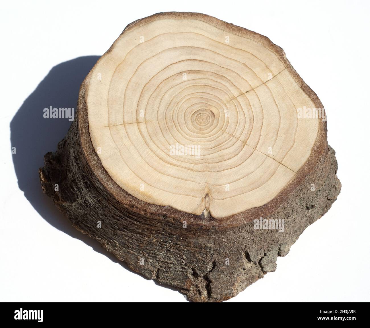 Cross section with annual rings Cut Out Stock Images & Pictures - Alamy