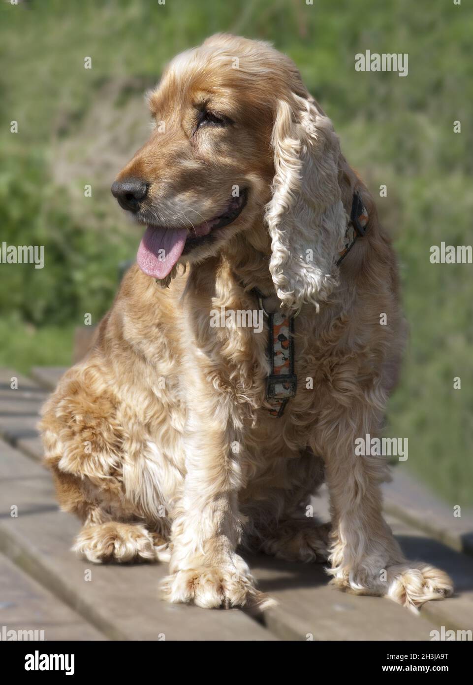 Cocker, Spaniel, Red, Cocker Spaniel Stock Photo - Alamy