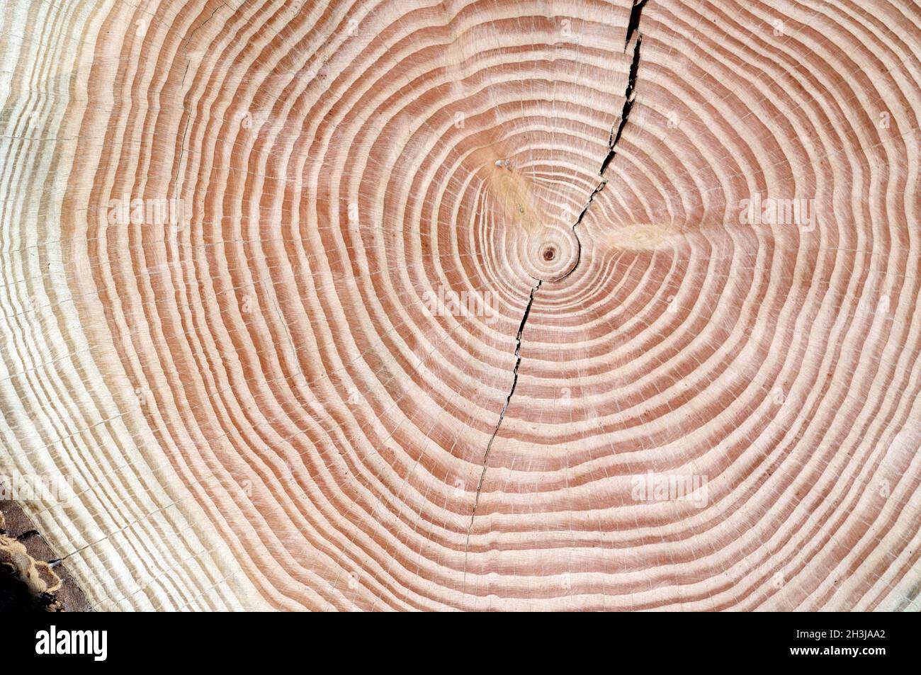 Annular tree rings hi-res stock photography and images - Alamy