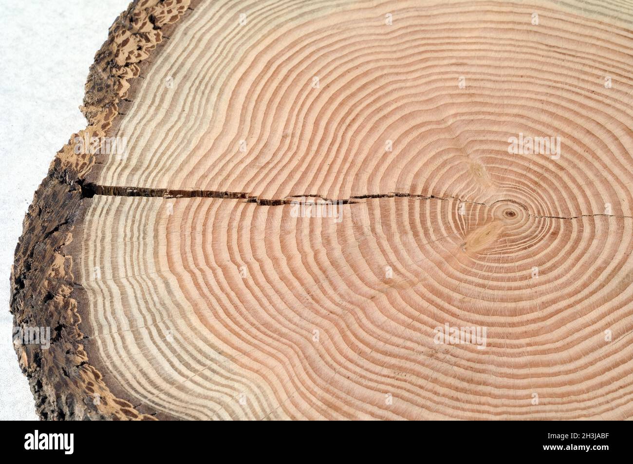 Annual ring laerchenscheibe hi-res stock photography and images - Alamy