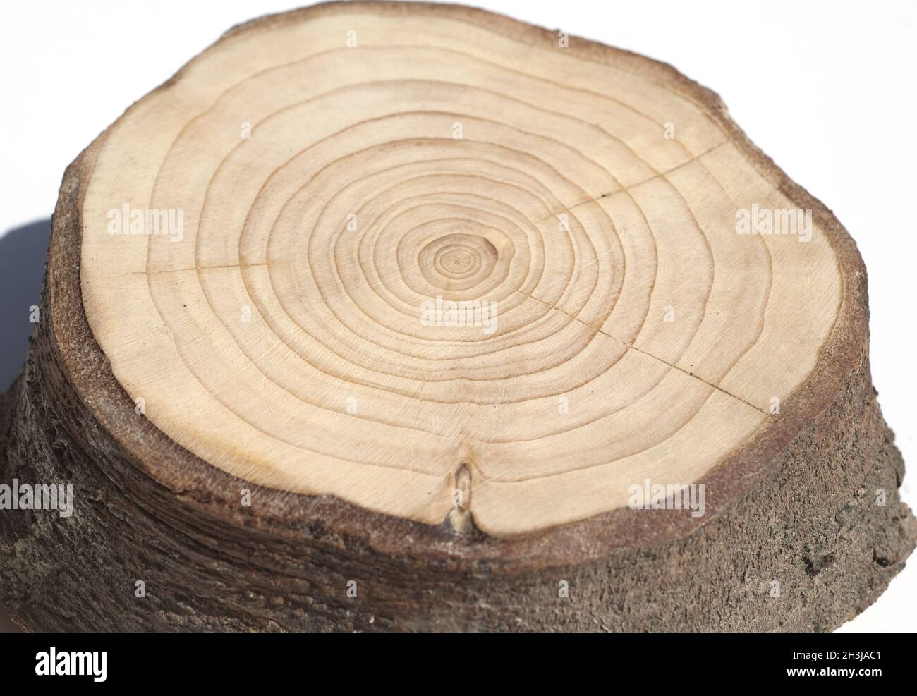 Tree rings annular rings hi-res stock photography and images - Alamy
