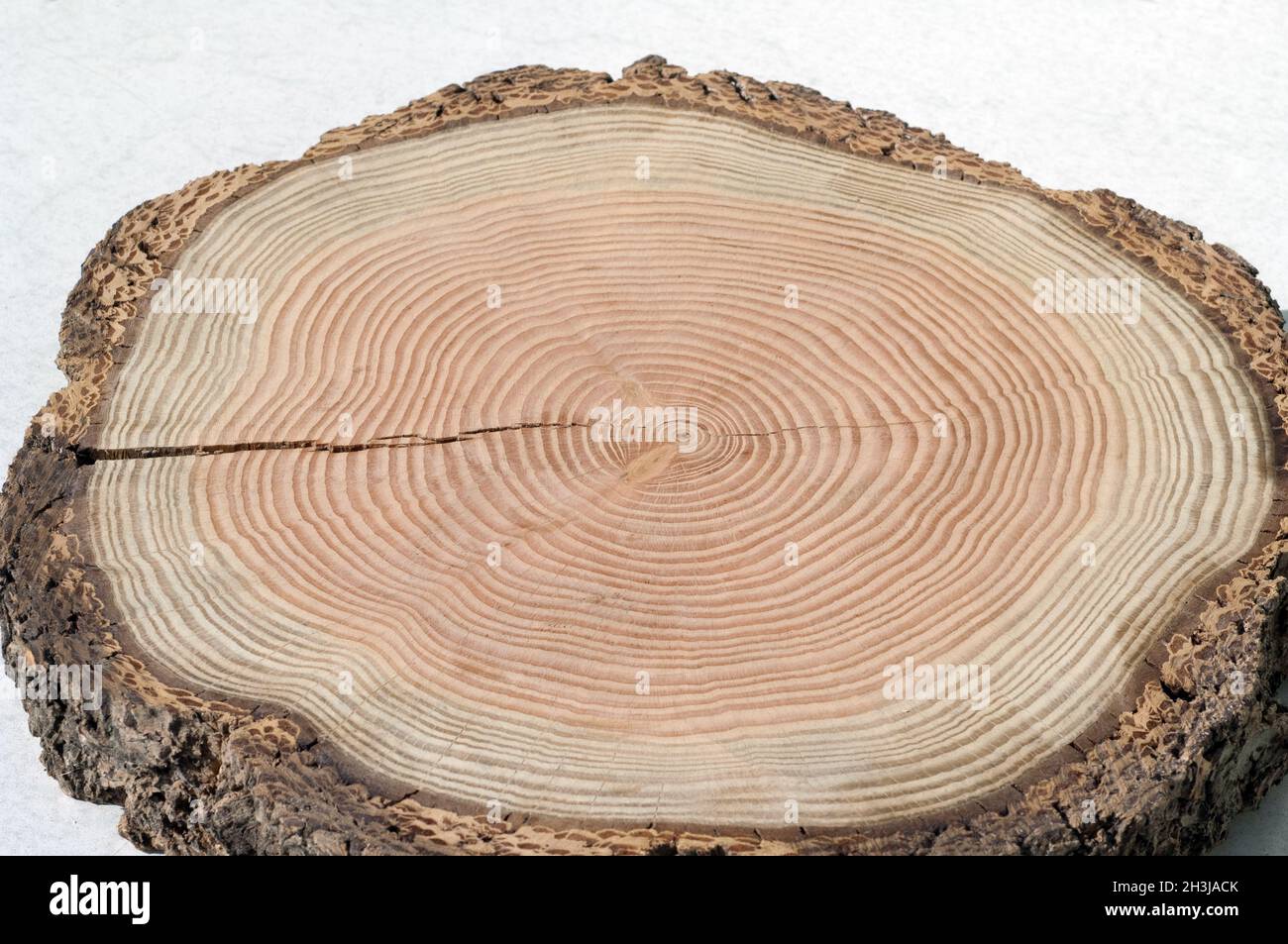 Annual ring laerchenscheibe hi-res stock photography and images - Alamy