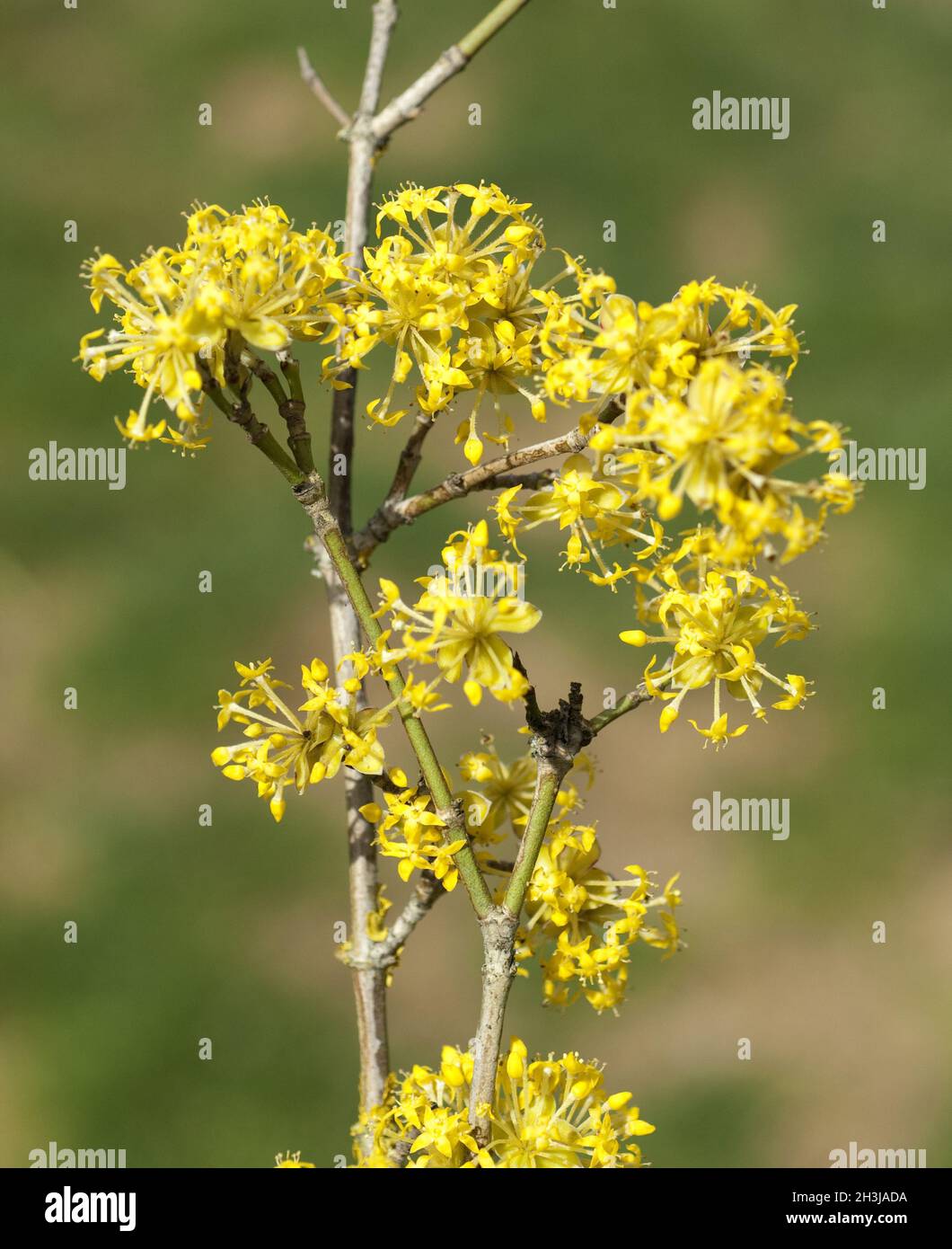 Cornelian cherry blossoms hi-res stock photography and images - Alamy