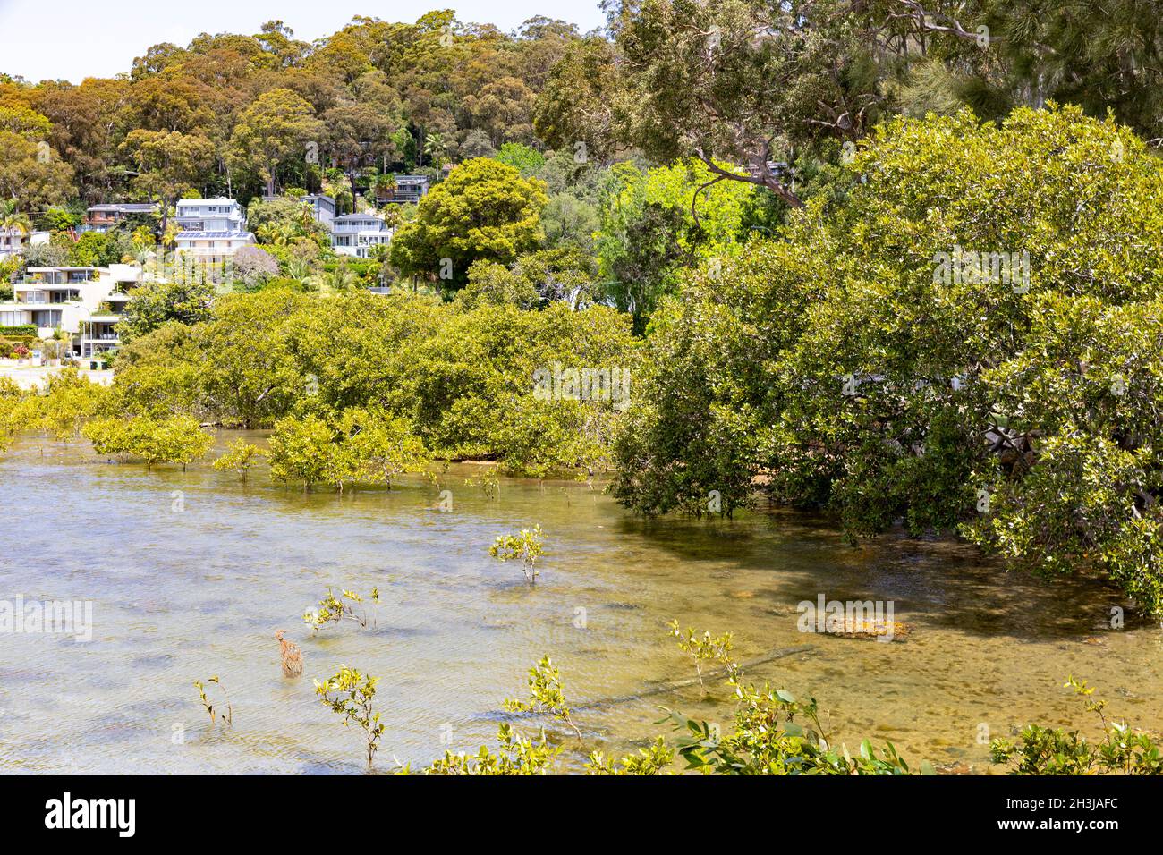 Australian mangrove hi-res stock photography and images - Alamy
