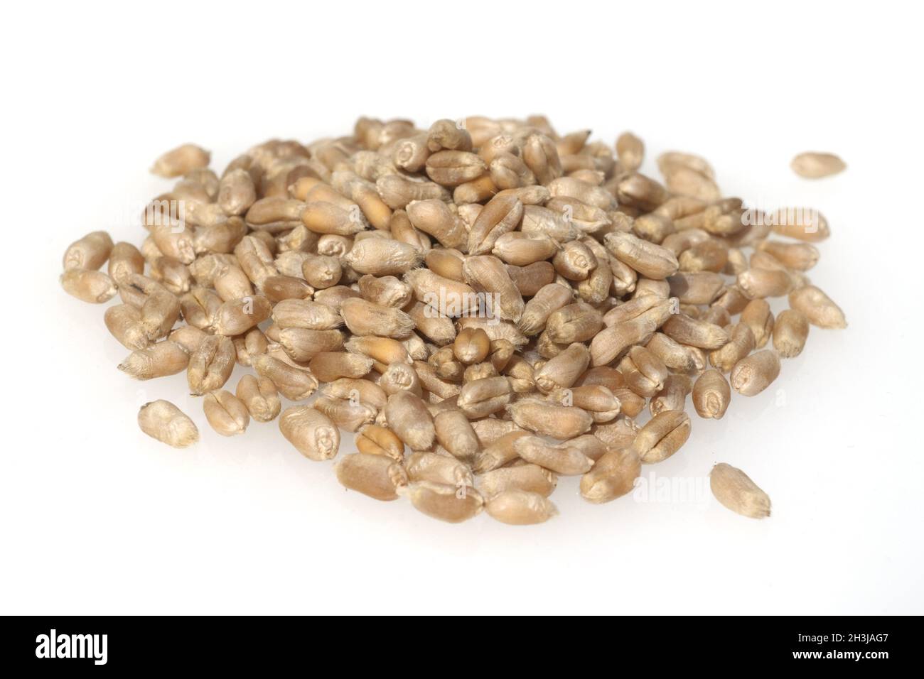 Triticale, Wintertriticale, Triticosecale, rimpauii Stock Photo - Alamy
