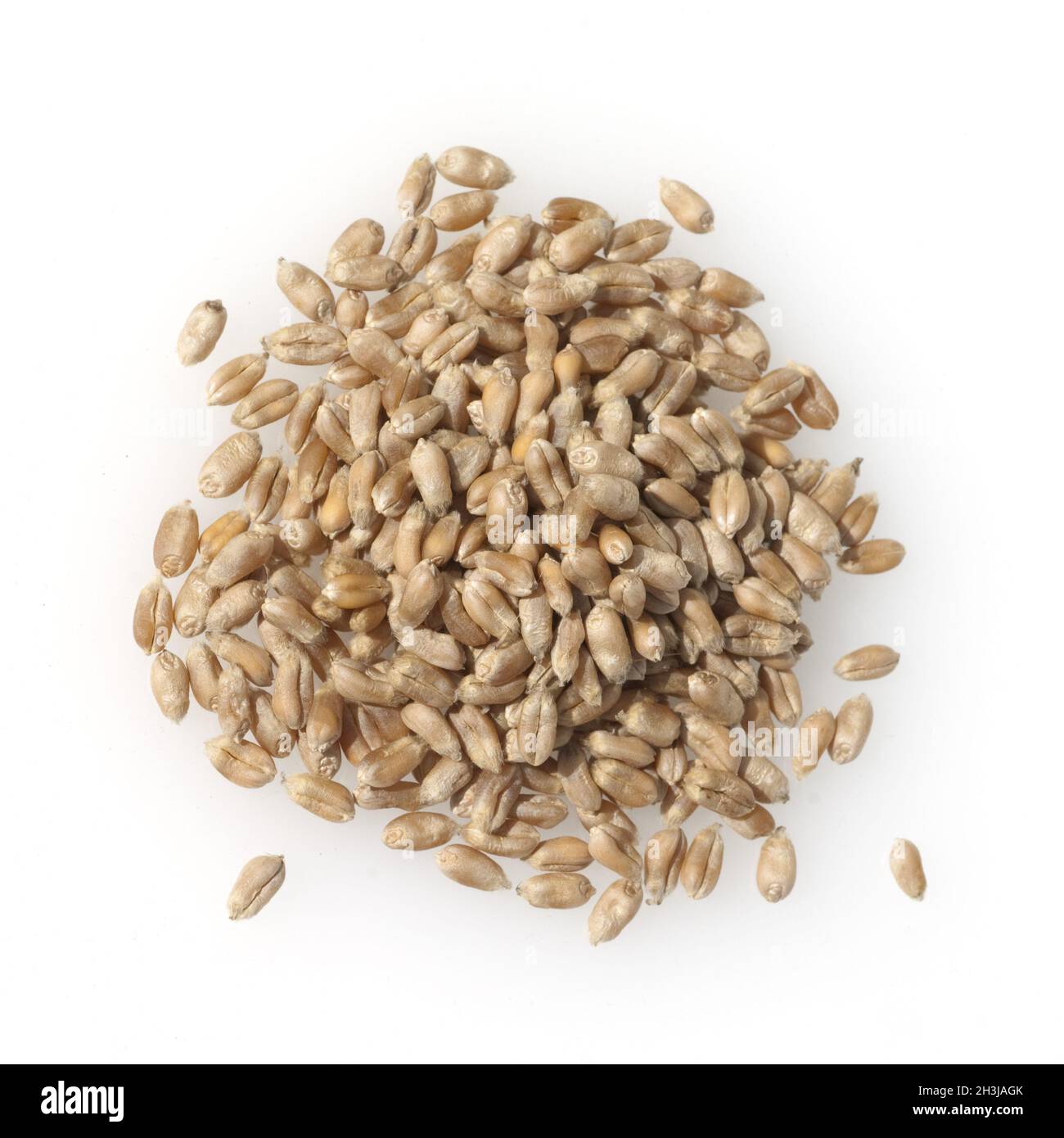 Triticum x secale hi-res stock photography and images - Alamy
