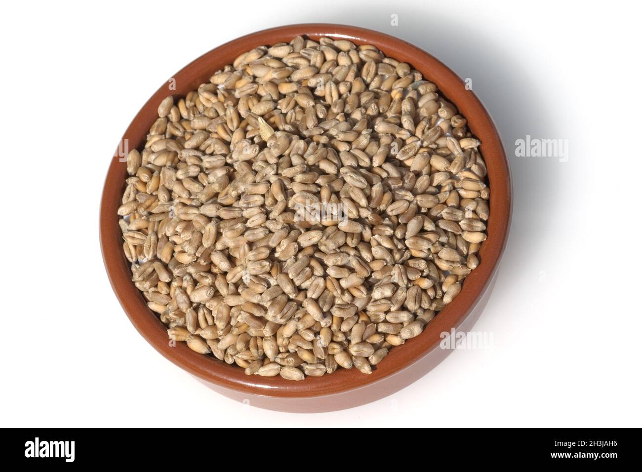 Triticale, Wintertriticale, Triticosecale, rimpauii Stock Photo - Alamy
