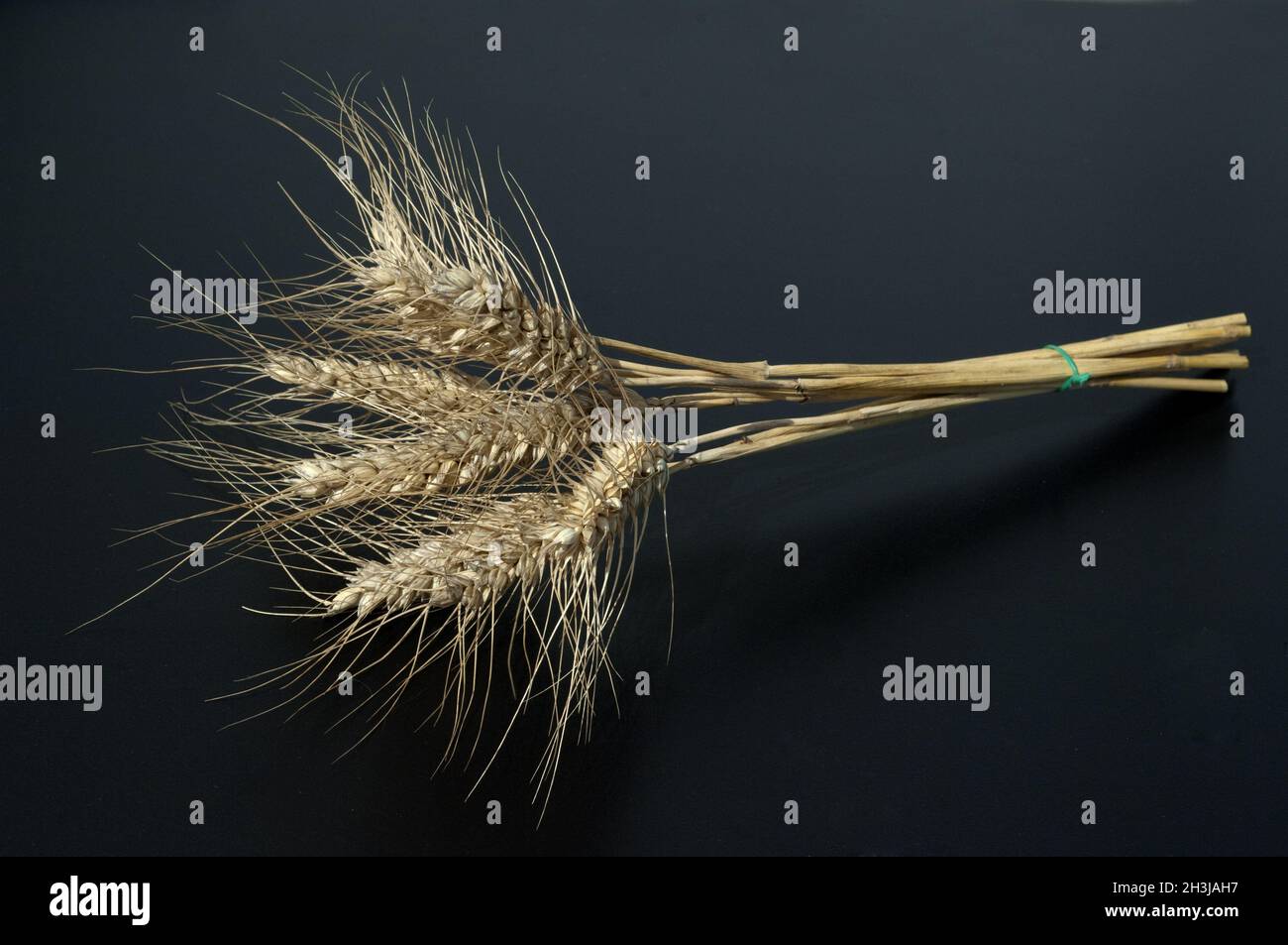 Triticale Hybrid Wheat Rye Corn High Resolution Stock Photography and ...