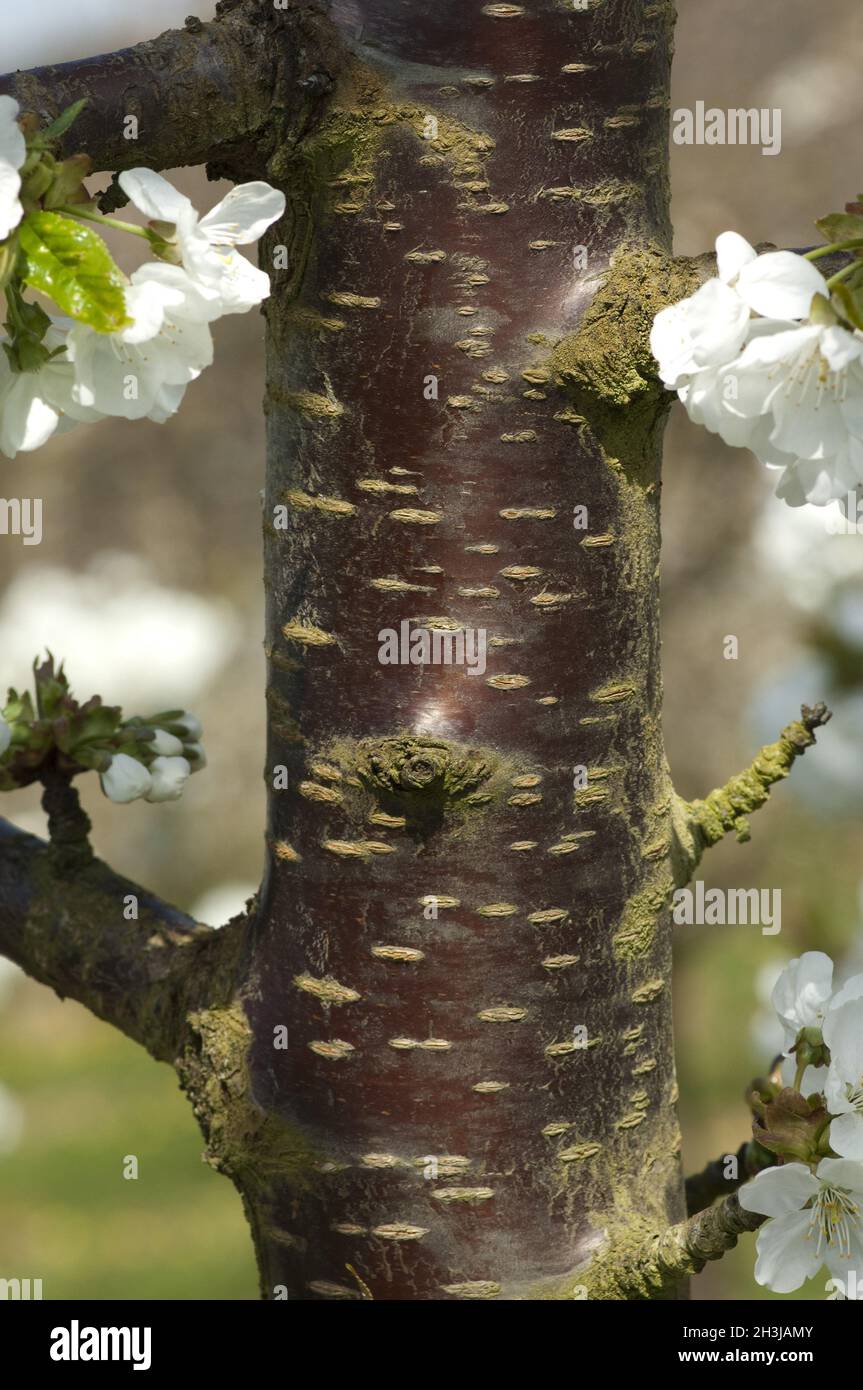Cherry tree bark, trunk, bark Stock Photo - Alamy