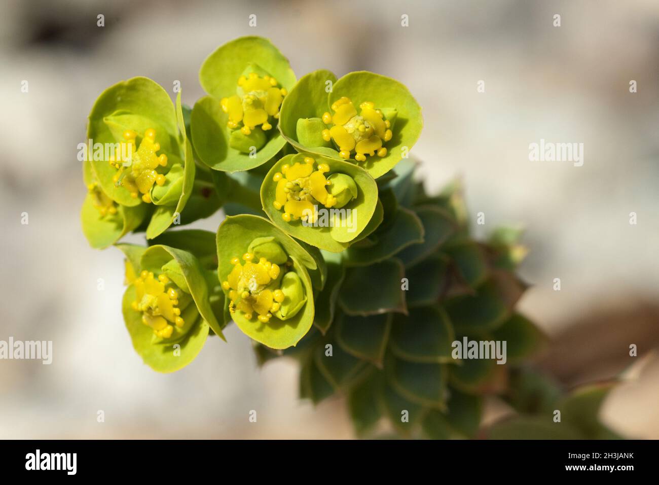 Walzenwolfsmich hi-res stock photography and images - Alamy