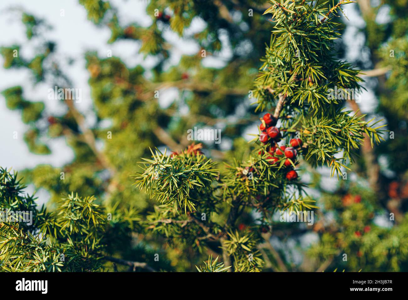 Green juniper bush branches in sunlight, background Stock Photo - Alamy