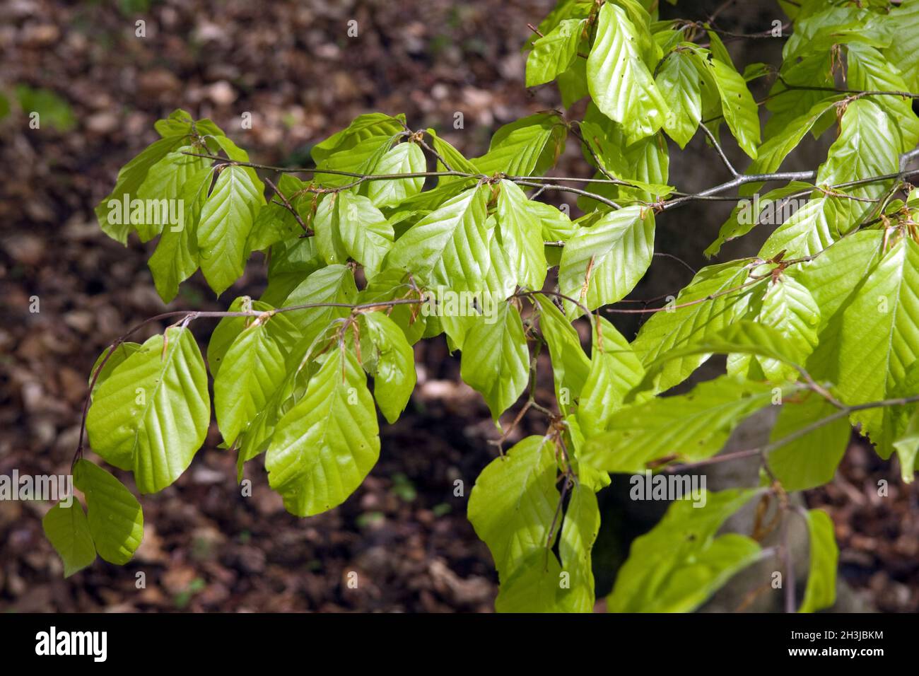 Beech leaf; beech leaves; spring Stock Photo - Alamy