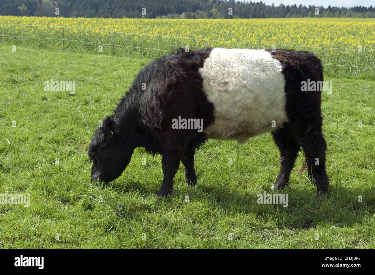 Galloway-Sattelrind, Belted, Galloway Stock Photo - Alamy