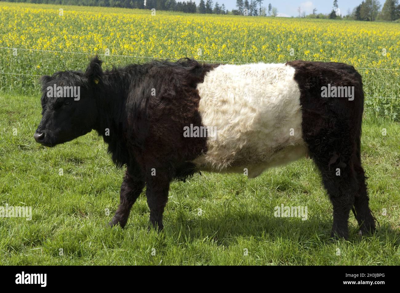 Belted galloway female hi-res stock photography and images - Alamy
