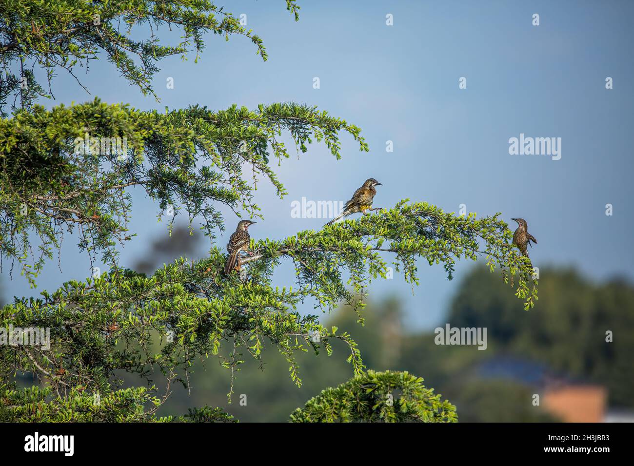 Three Birds Sitting on tree Stock Photo - Alamy