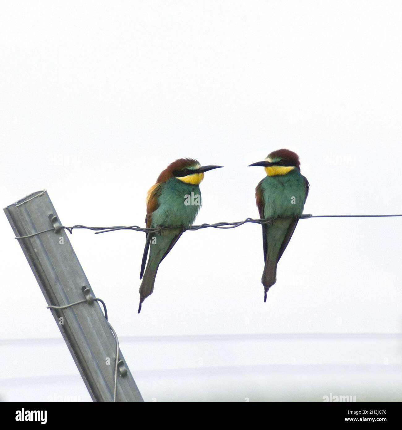 Bee-eater, Merops apiaster Stock Photo - Alamy