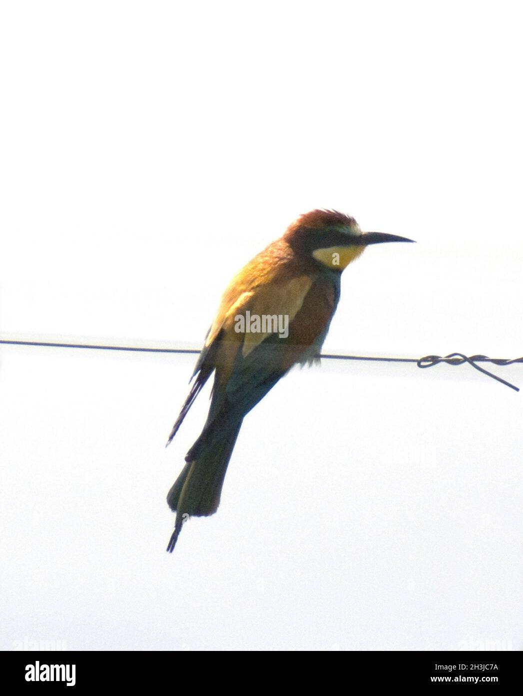 Bee-eater, Merops apiaster Stock Photo - Alamy