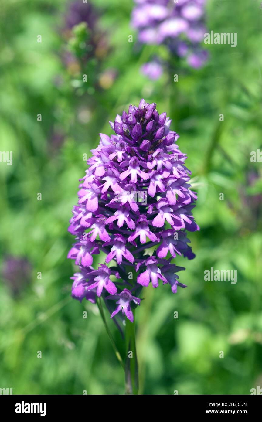Pyramidenorchidee hi-res stock photography and images - Alamy