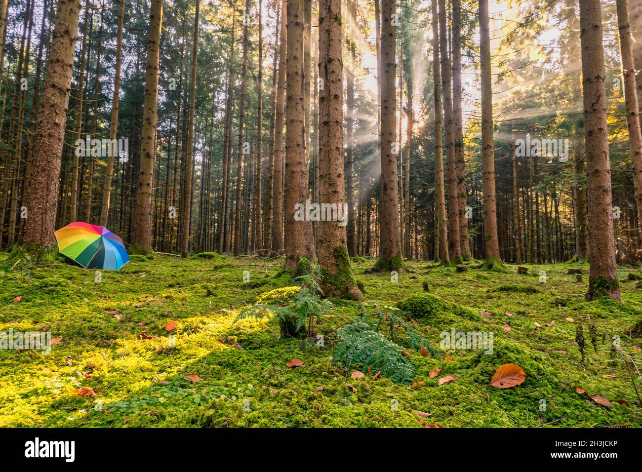 Wonderful fall forest scenery with shining sunrays to the foggy ...