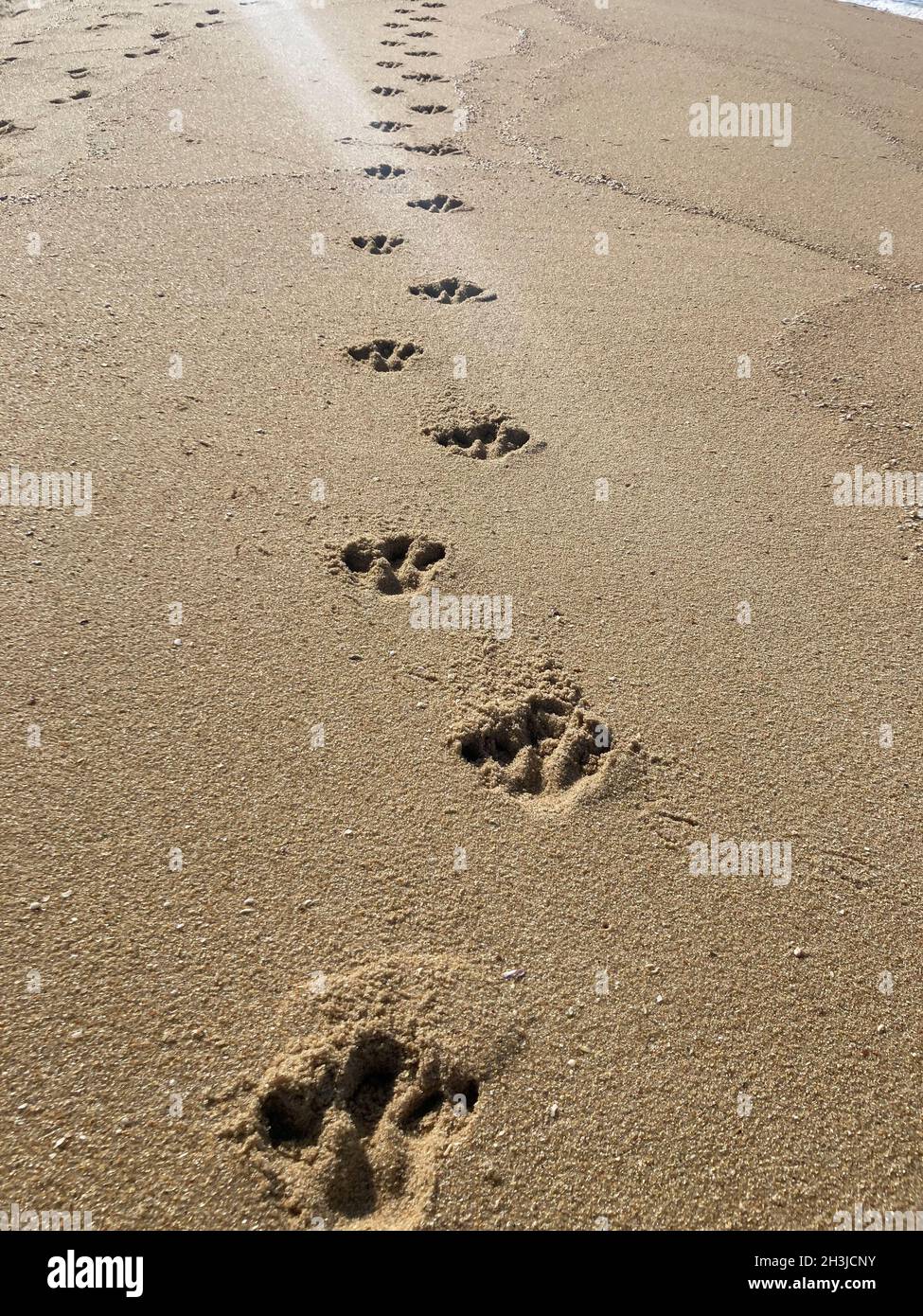 Empty beach view with no people ocean and sea -- foot print, footprint ...